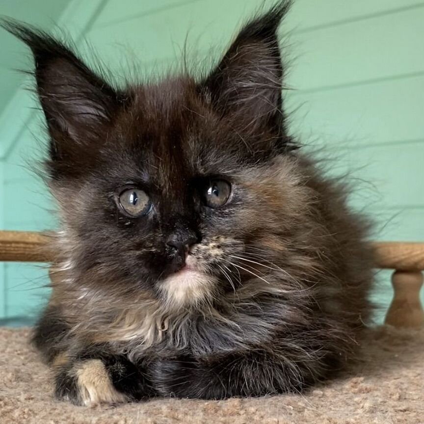 Кистявая черепаховая девочка Мейн-кун