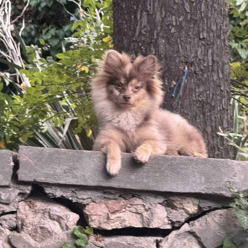 Померанский шпиц