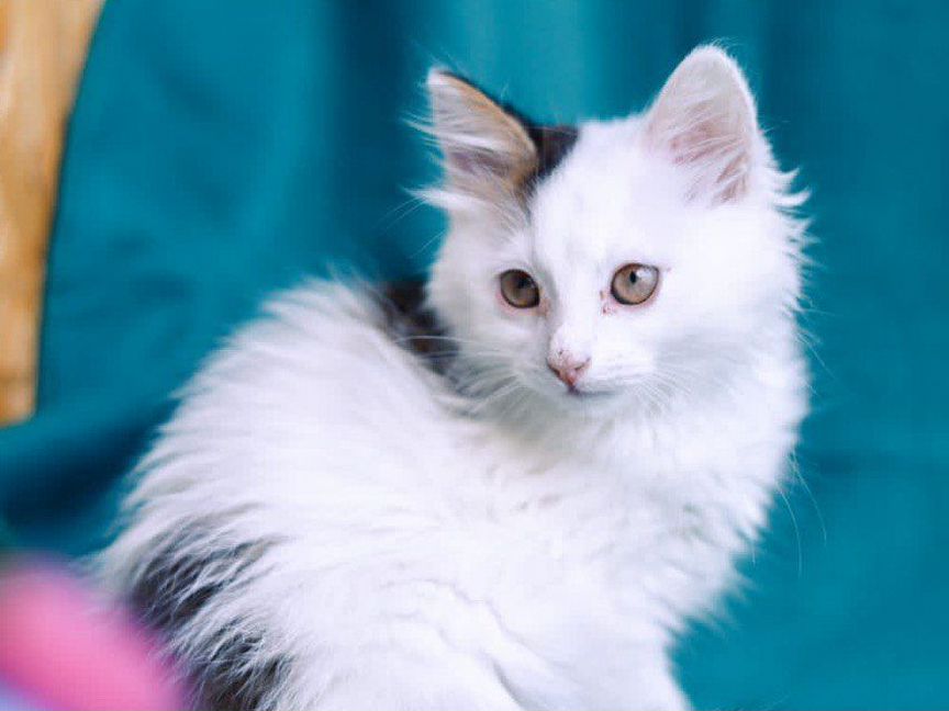 Малыш остался без мамы и попал в приют