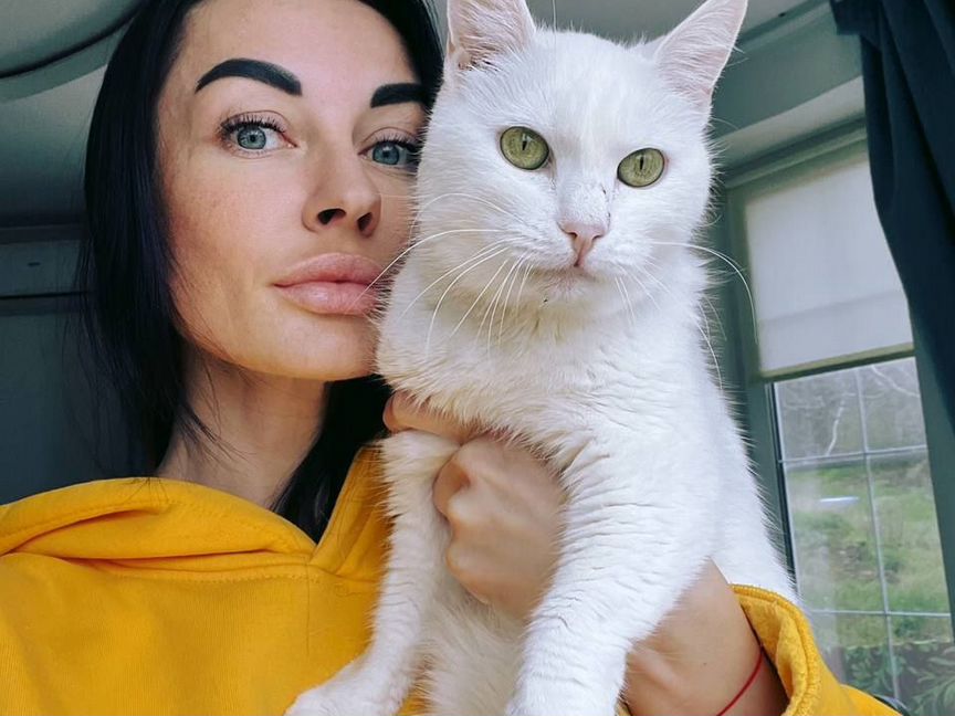 Кошка, выброшенная после смерти хозяйки, ищет дом