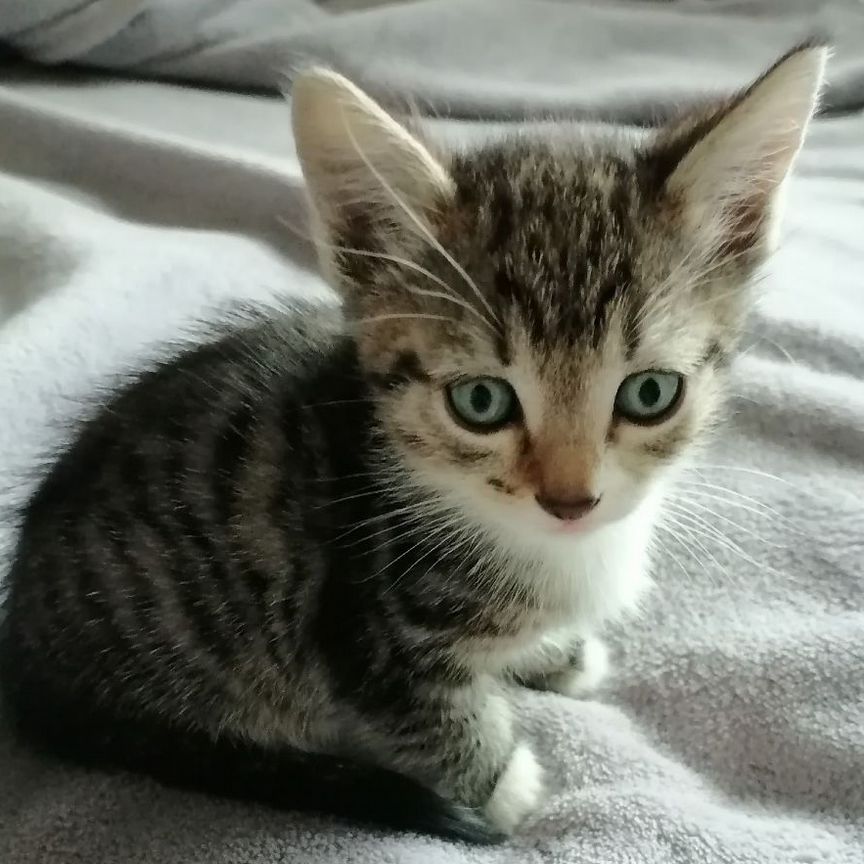 Сибирский котёнок