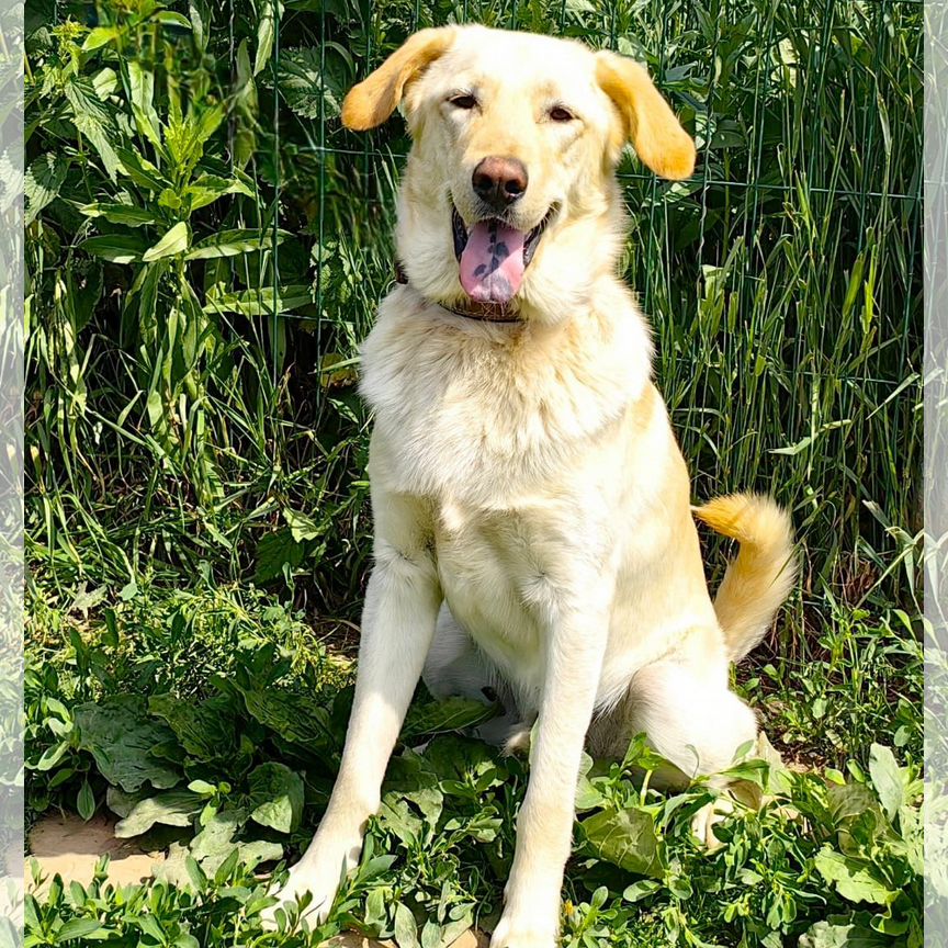 Лабрадор-ретривер, взрослый пёс