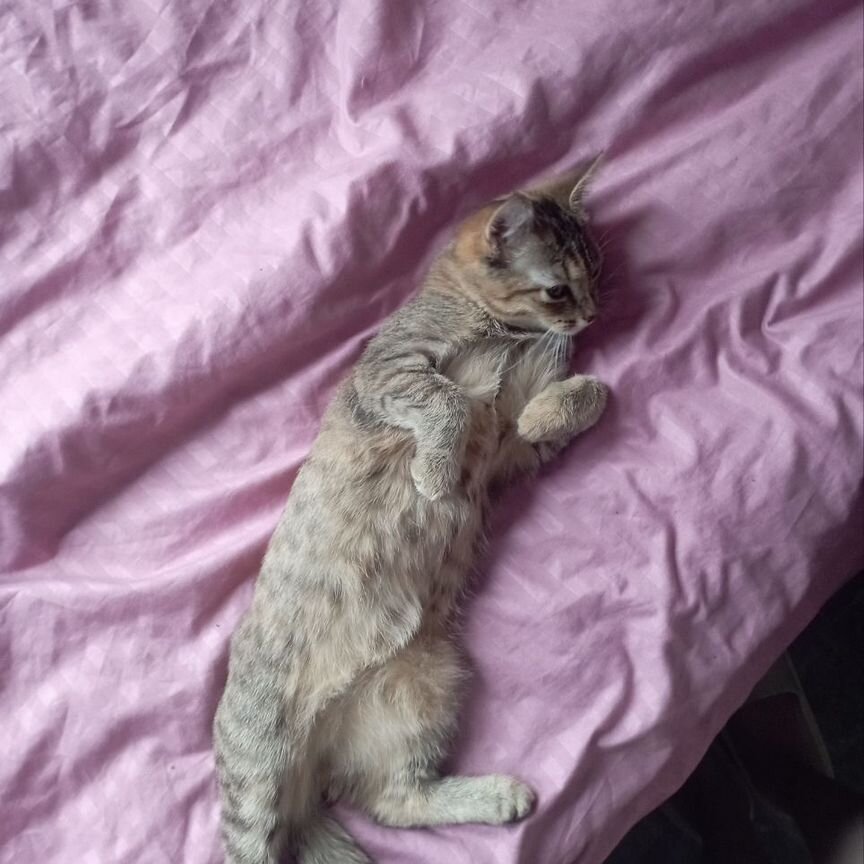 Кошка