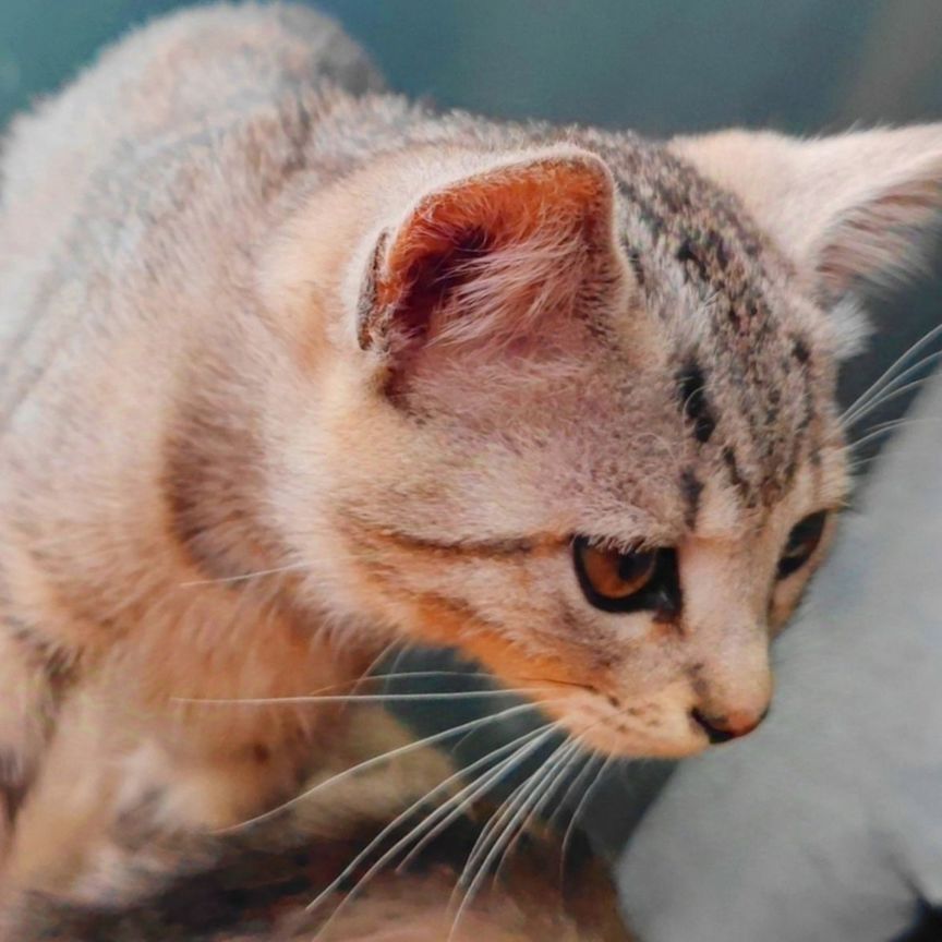 Кошенька котенок