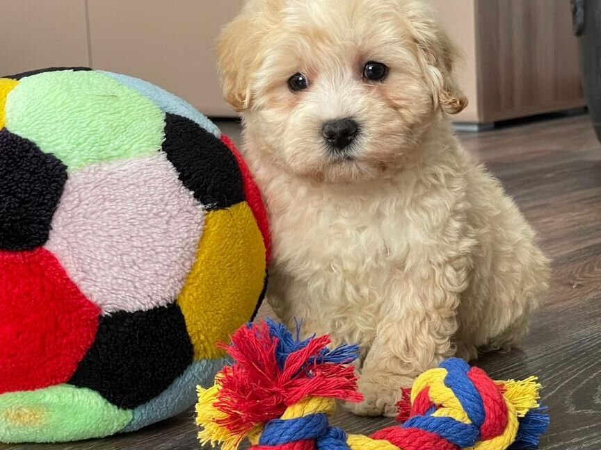 Мальтипу девочка