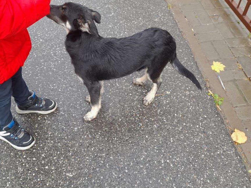 Найден замечен щенок в Солнечном городе