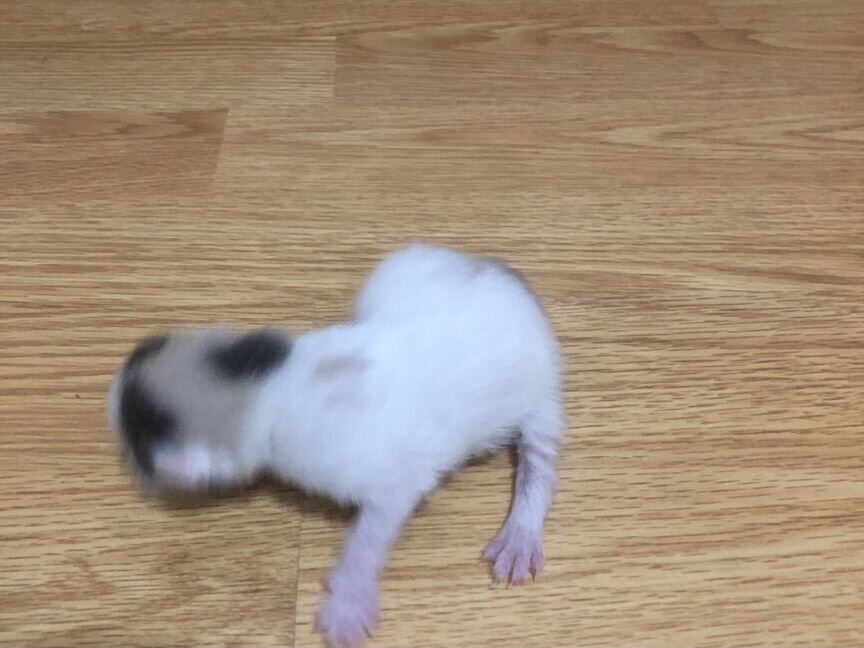 Котята в добрые руки(пол котёнка не знаем)