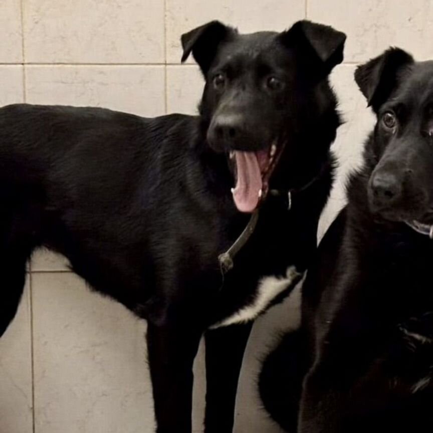 Собака в добрые руки из приюта