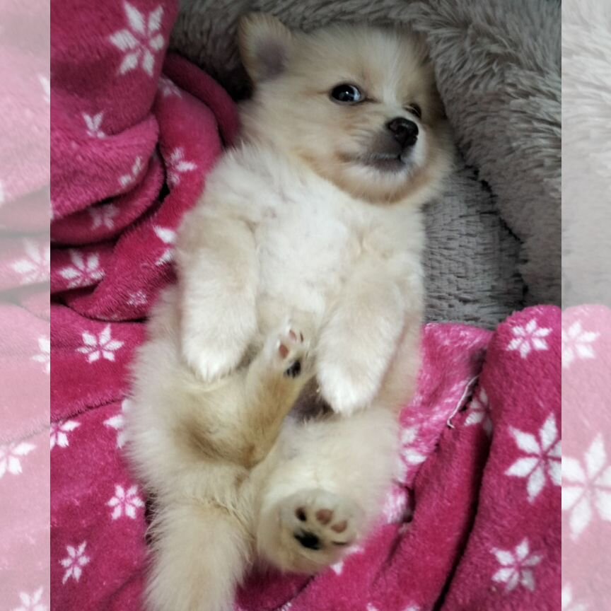 Животные