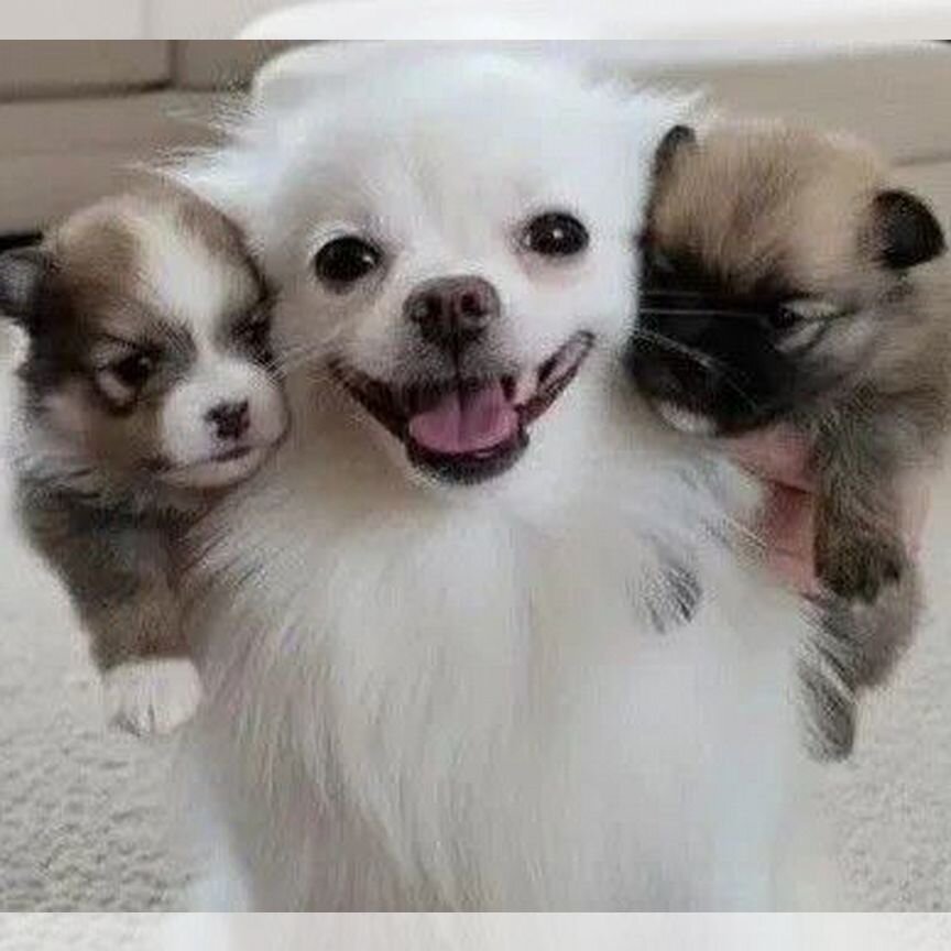 Померанский шпиц, щенок