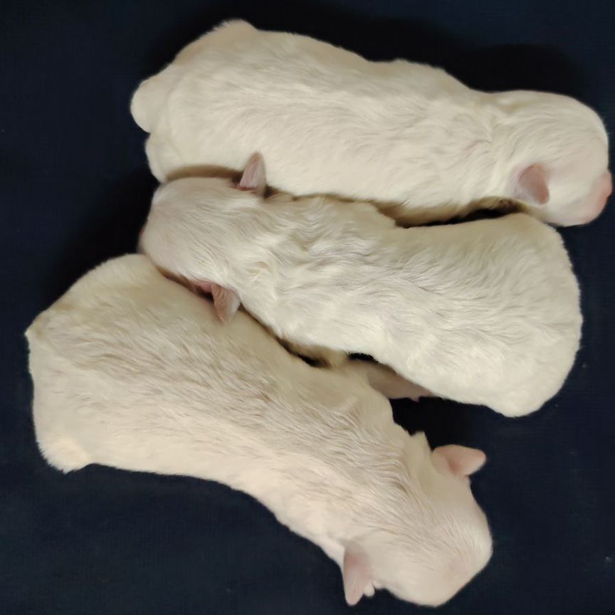 Мальтипу, щенок