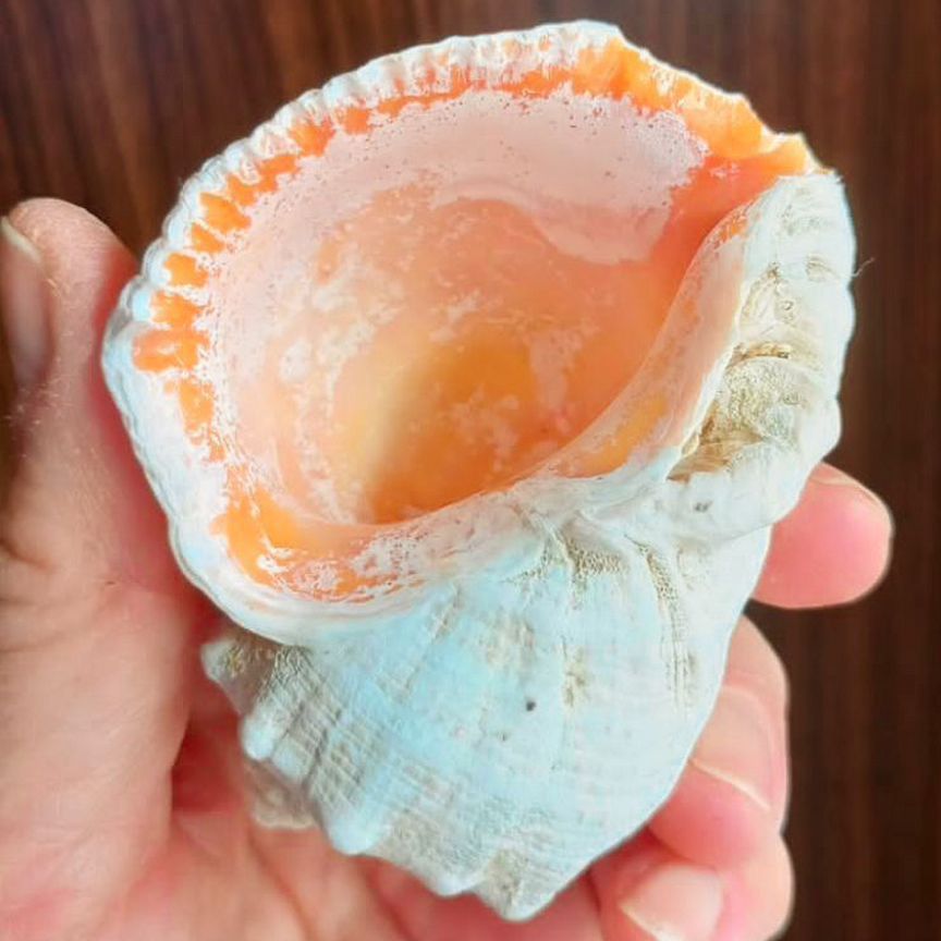 Ракушки Рапан очищенные 3 шт