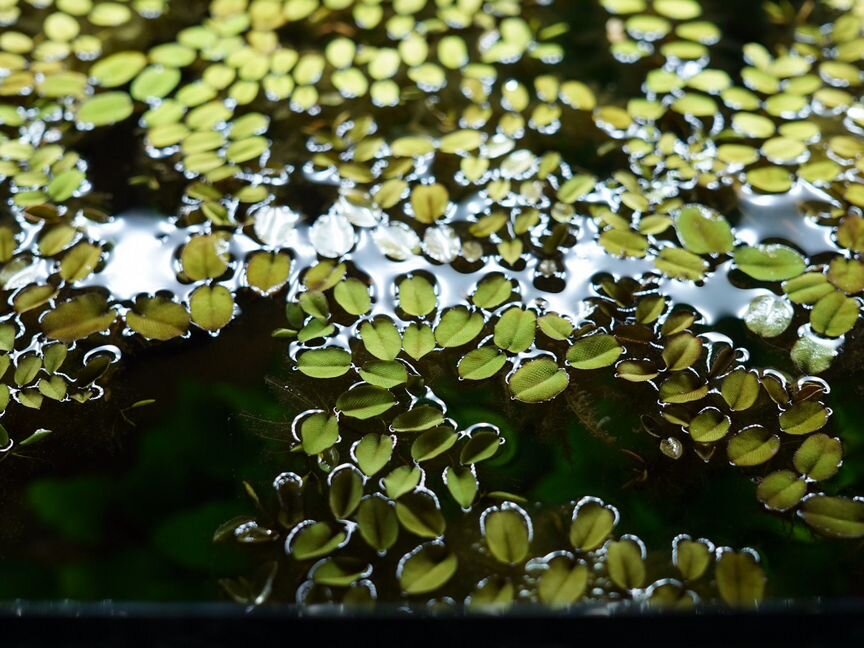 Сальвиния, аквариумные растения