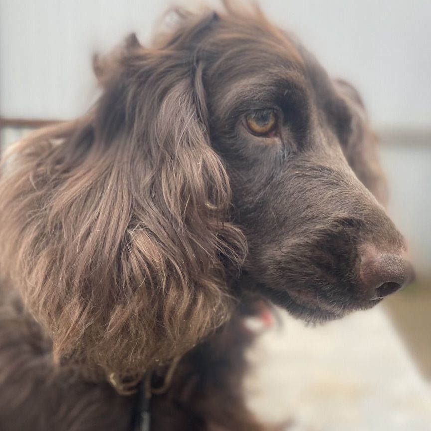 Русский охотничий спаниель, взрослая собака