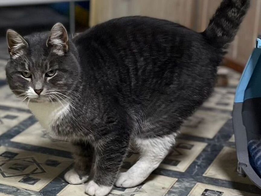 Брошенный котик