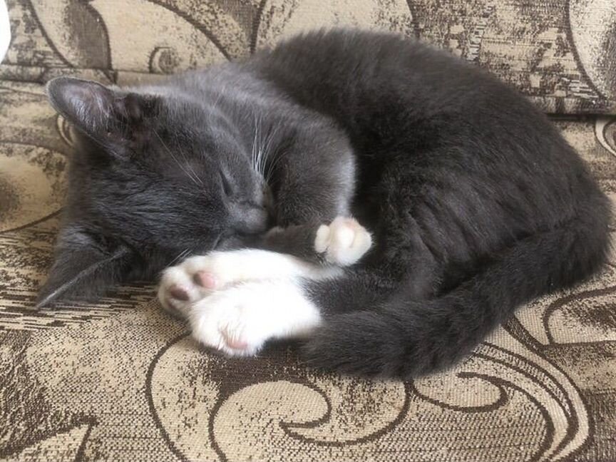 Серый котенок девочка