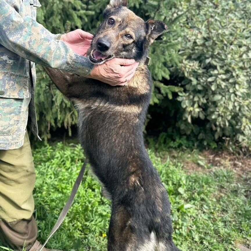 Собака охранник в добрые руки