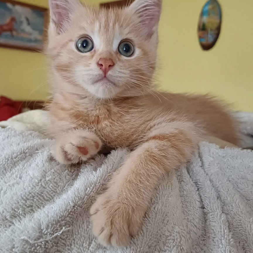 Рыжий котенок мальчик мейн-кун