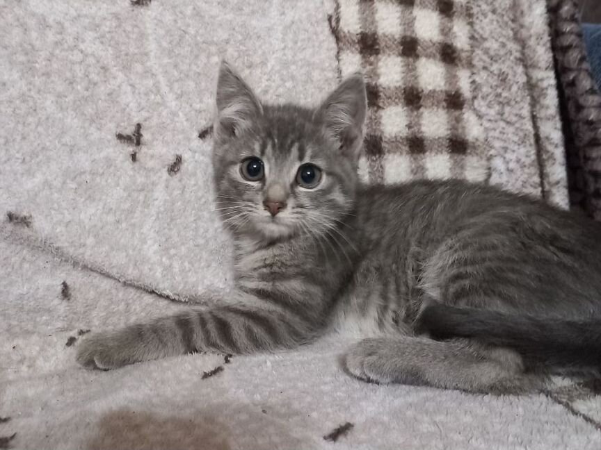 Европейские котята