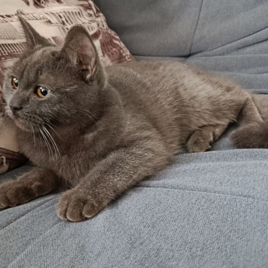 Британский короткошёрстный котёнок