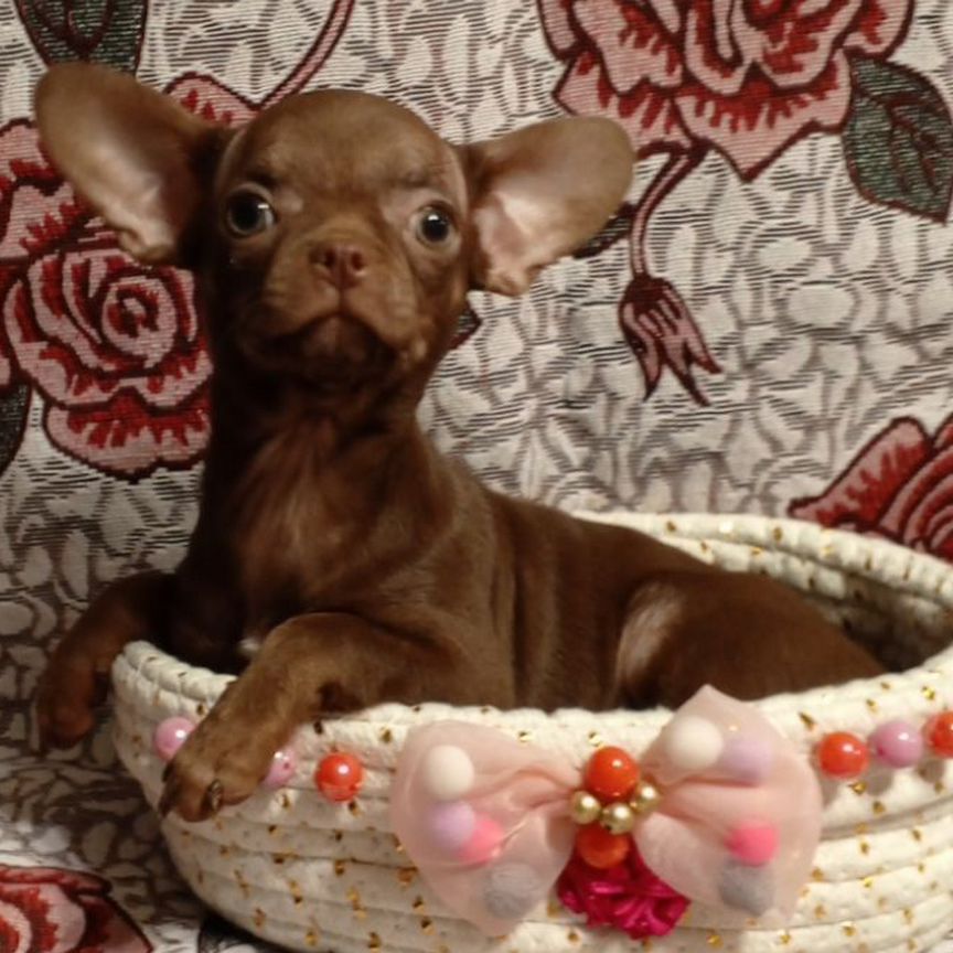 Чихуахуа, щенок