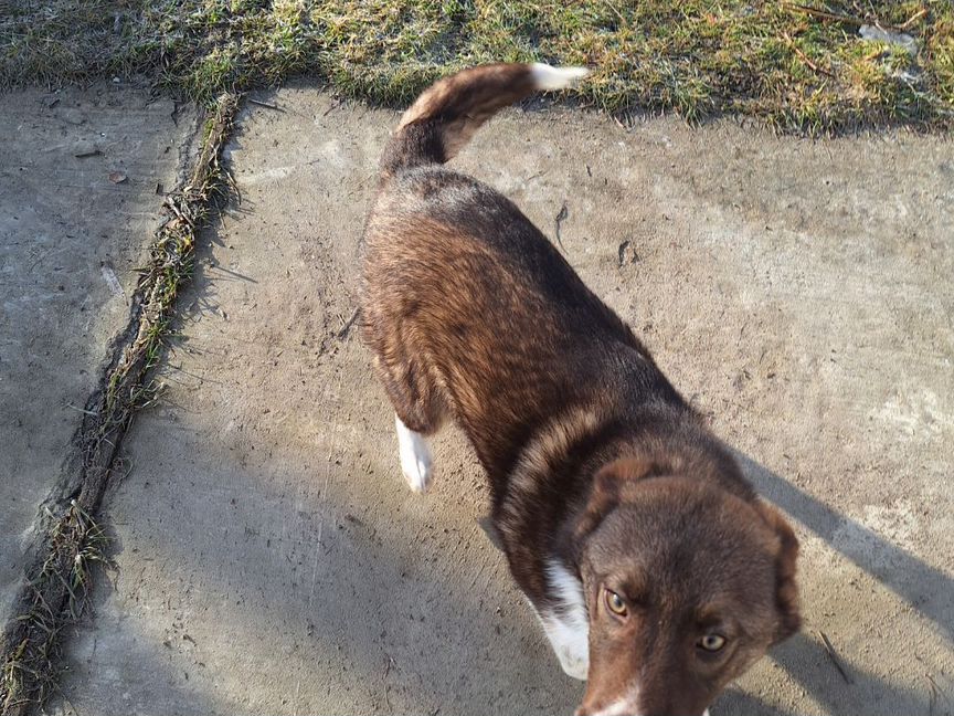 Продаётся щенок с будкой