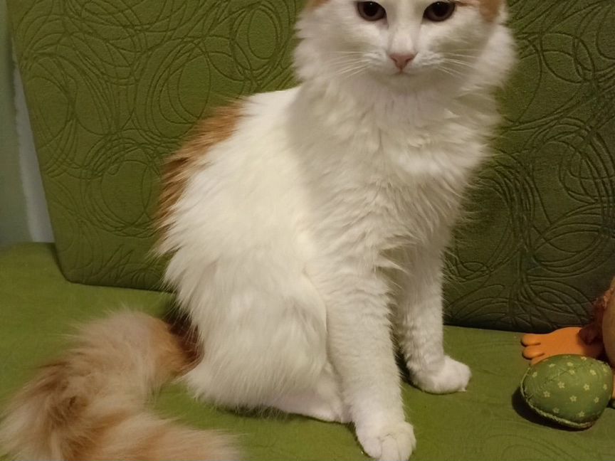 Отдам кота в добрые руки