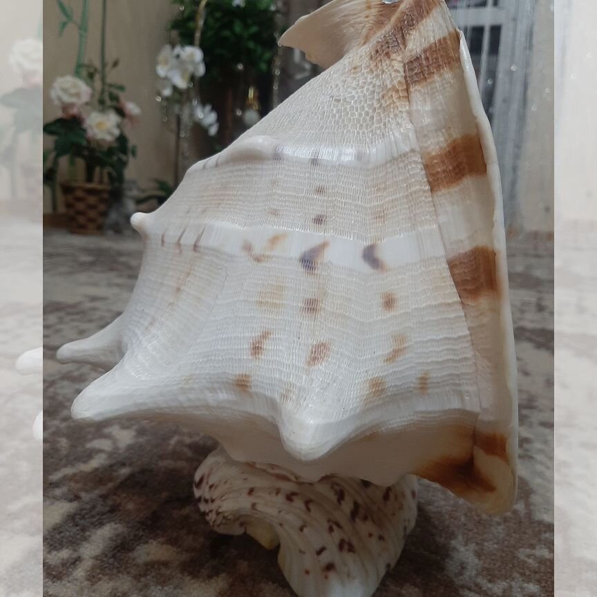 Рапаны, ракушки, морские звезды