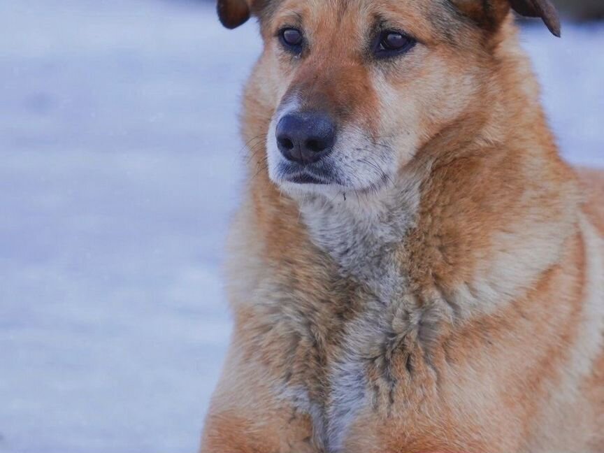 Мандаринка ищет дом