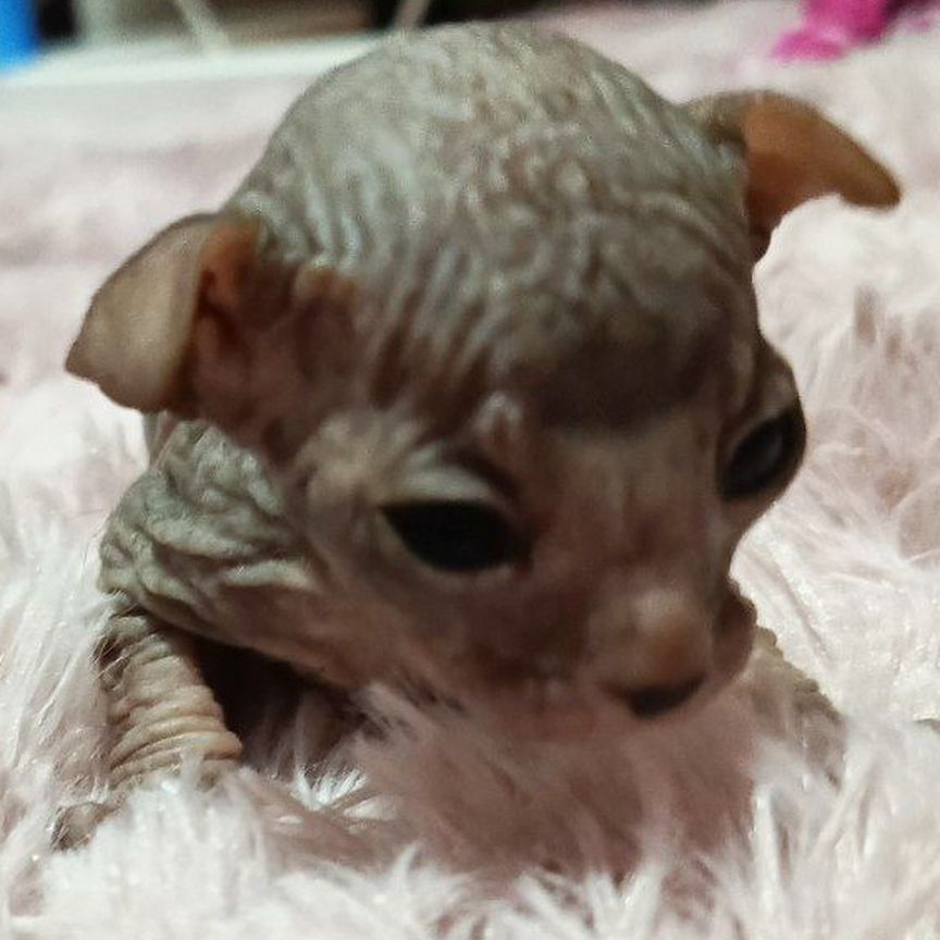 Донской сфинкс котёнок