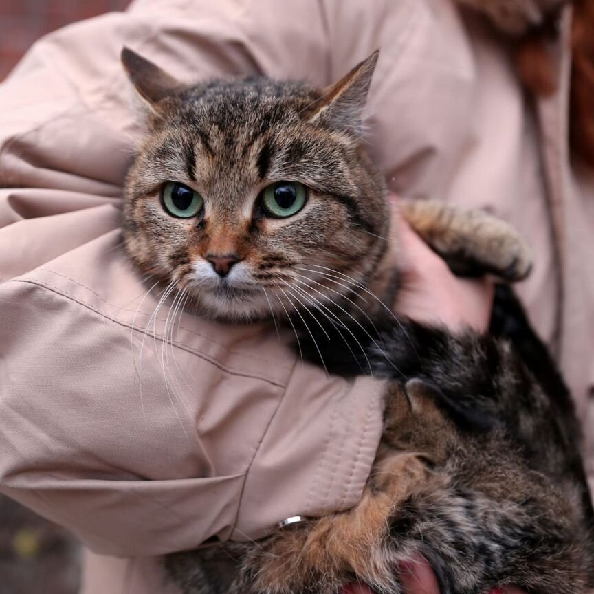 Взрослая, Девочка кошка в добрые руки