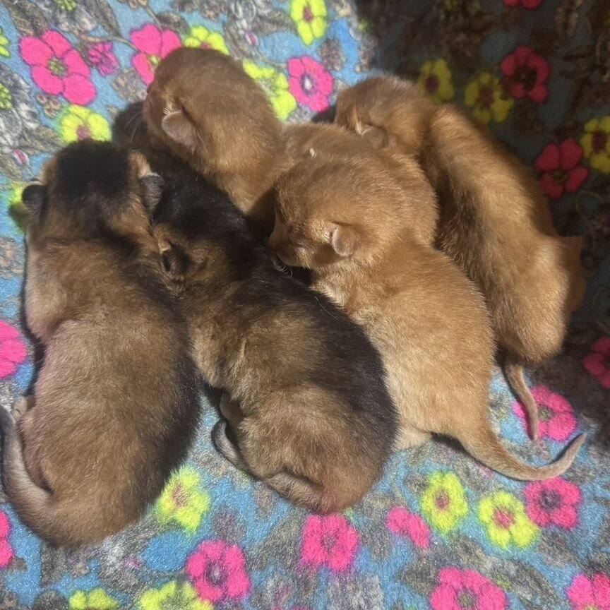 Абиссинские котята