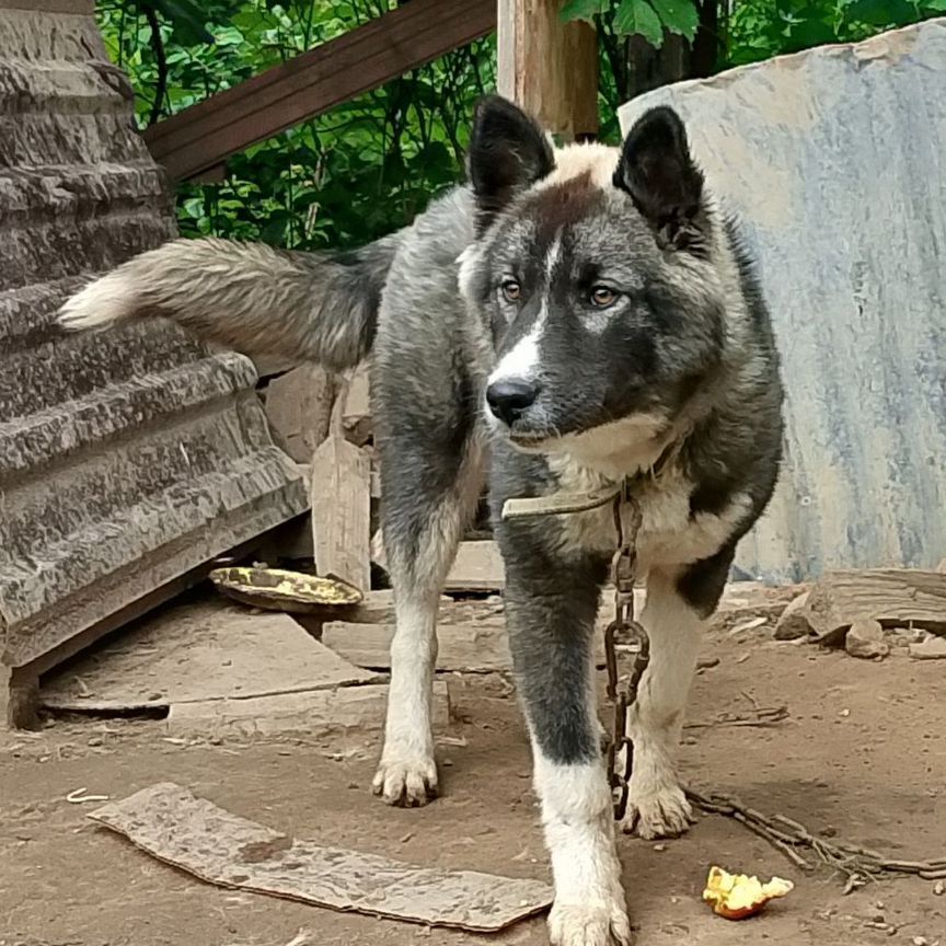 Сибирский хаски, щенок