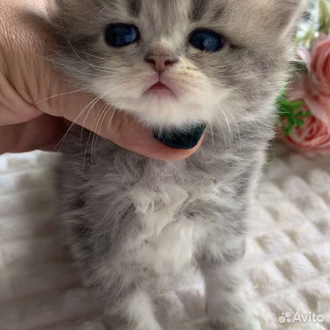 Котята с милыми мордашками