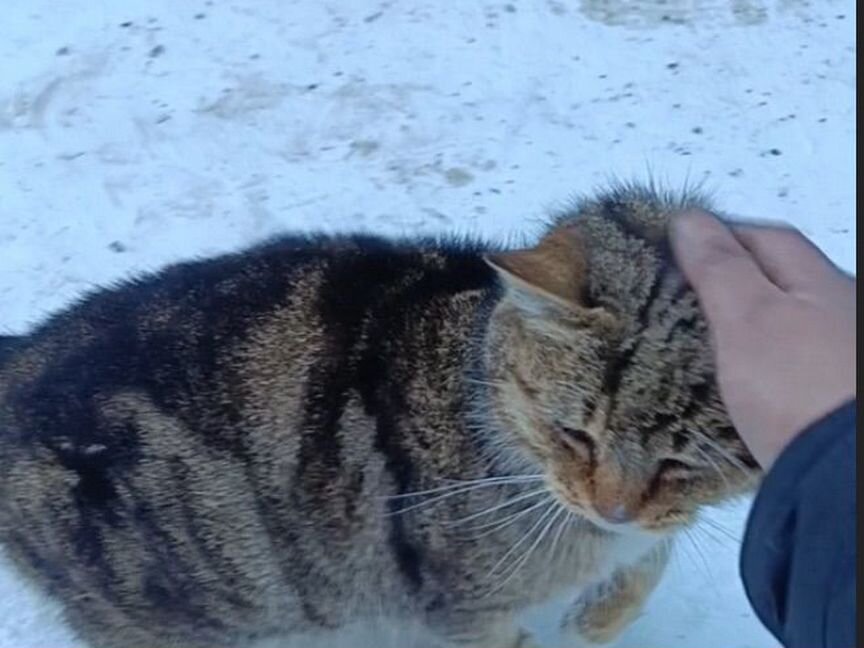 Кошка в беде в добрые руки
