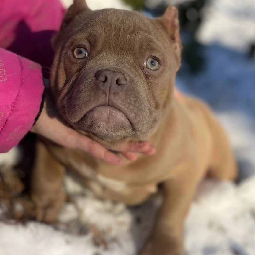 Американский булли, щенок