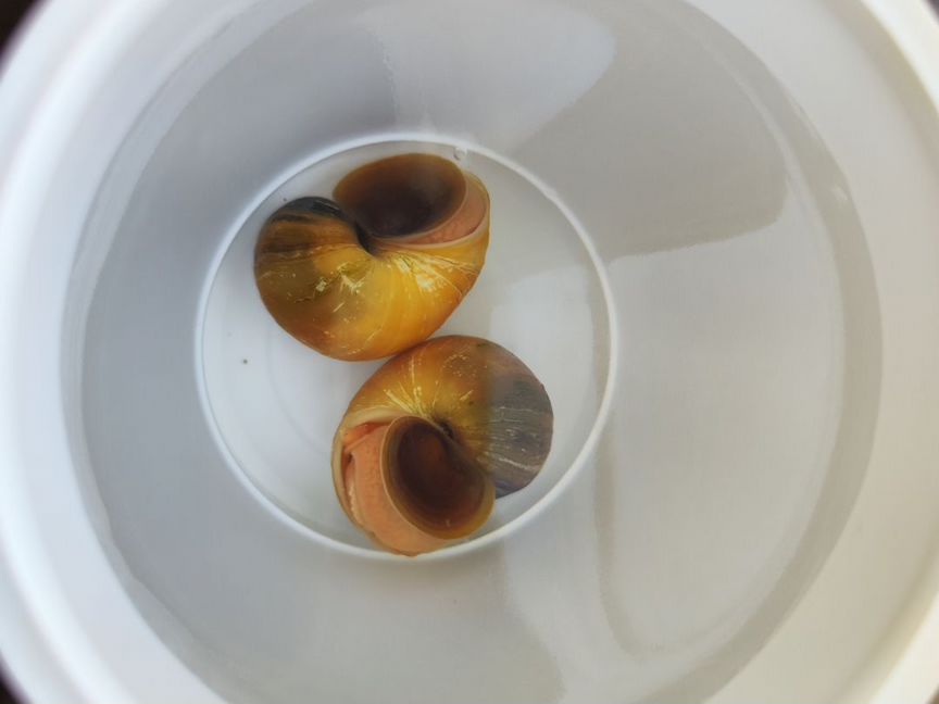 Улитки ампулярии