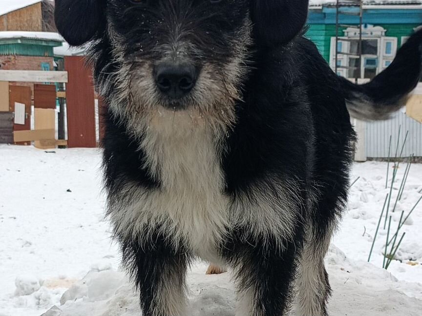 Собака в добрые руки отдам бесплатно щенки