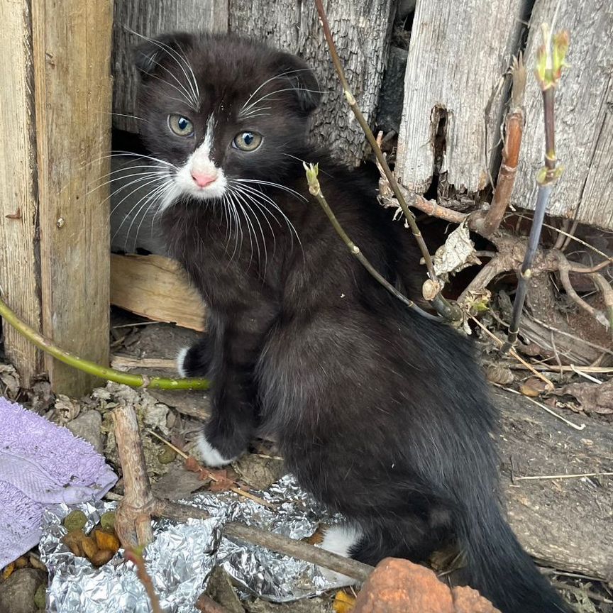 Котёнок в добрые руки