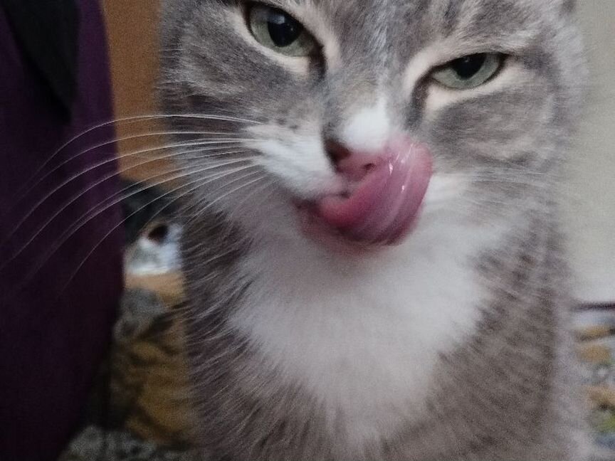 Настоящий тигр