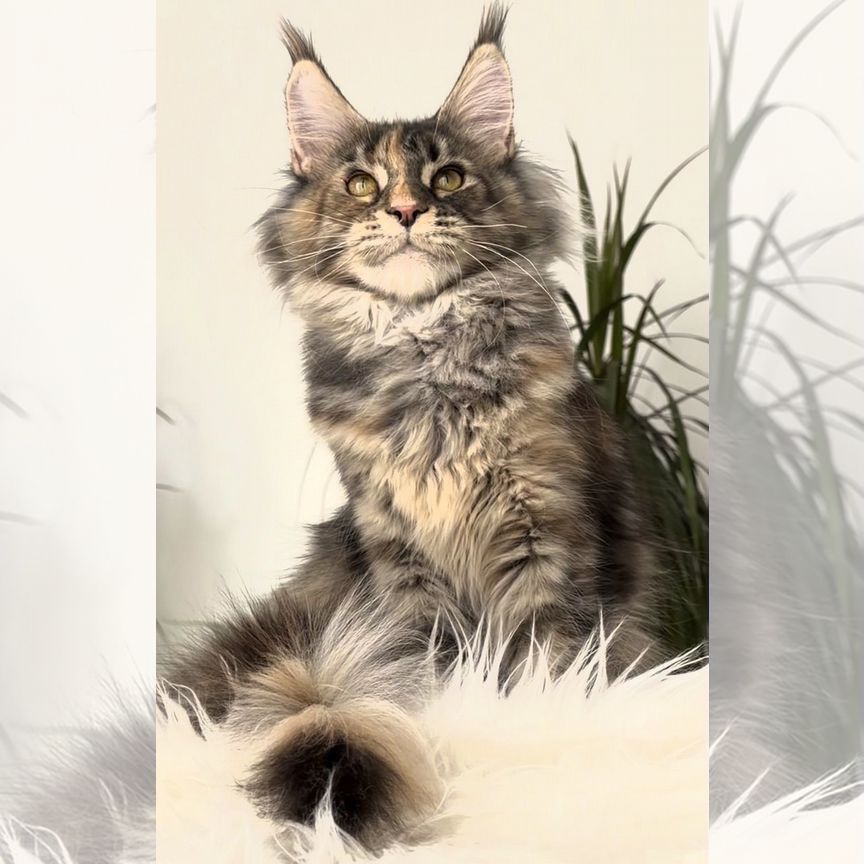 Мейн-кун котёнок