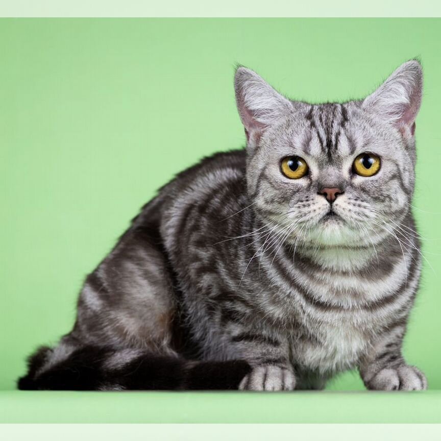 Британская короткошёрстная, взрослая кошка