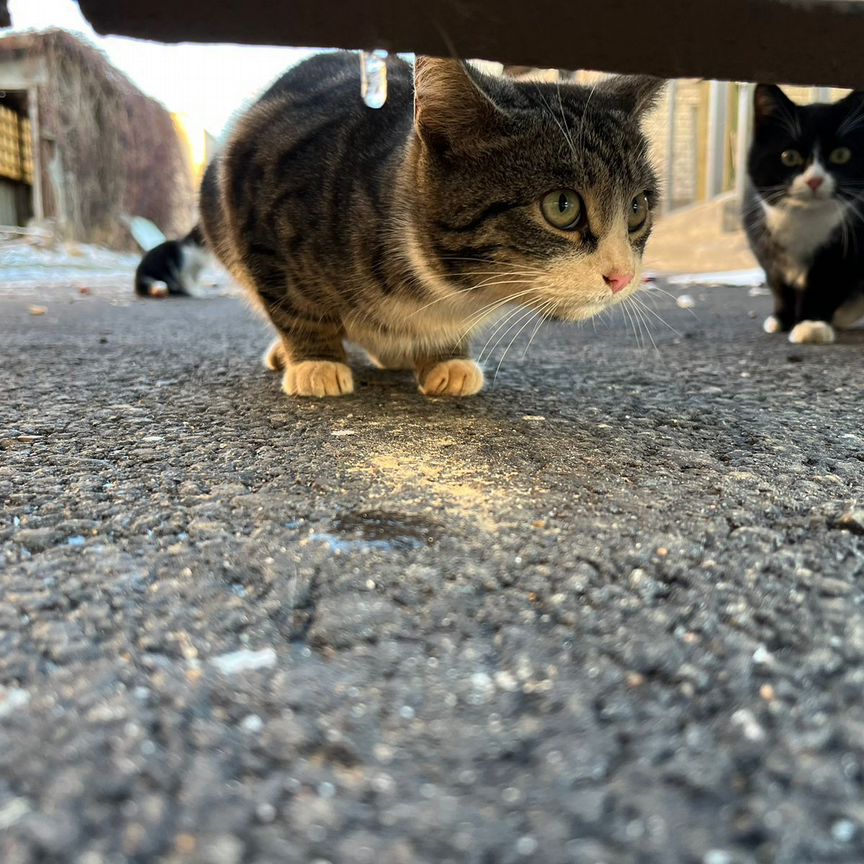 Кошки в добрые руки бесплатно