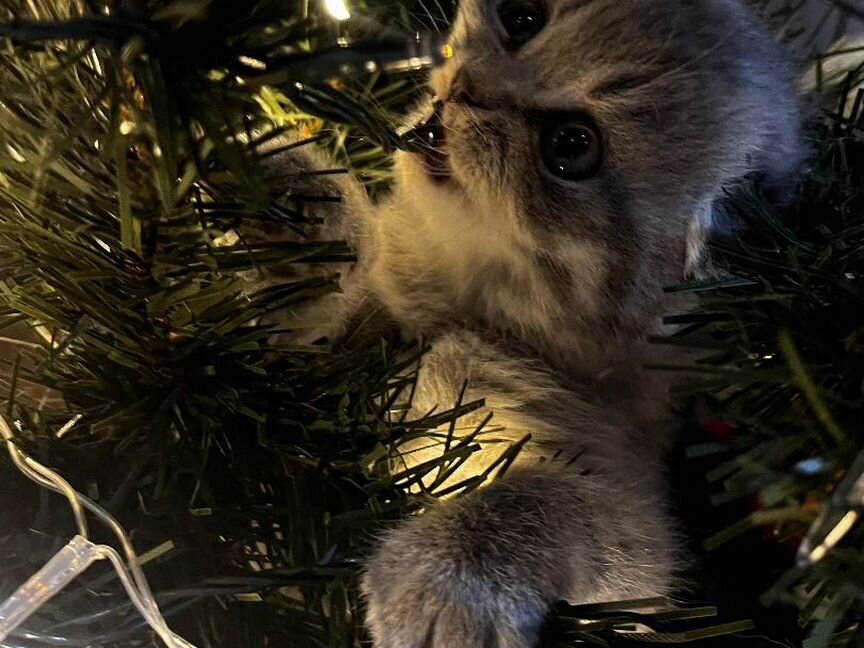 Шотландские вислоухие котята