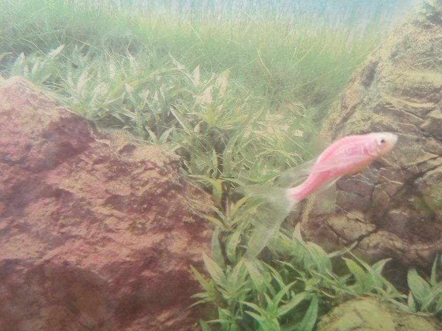 Данио вуалевая горбатая