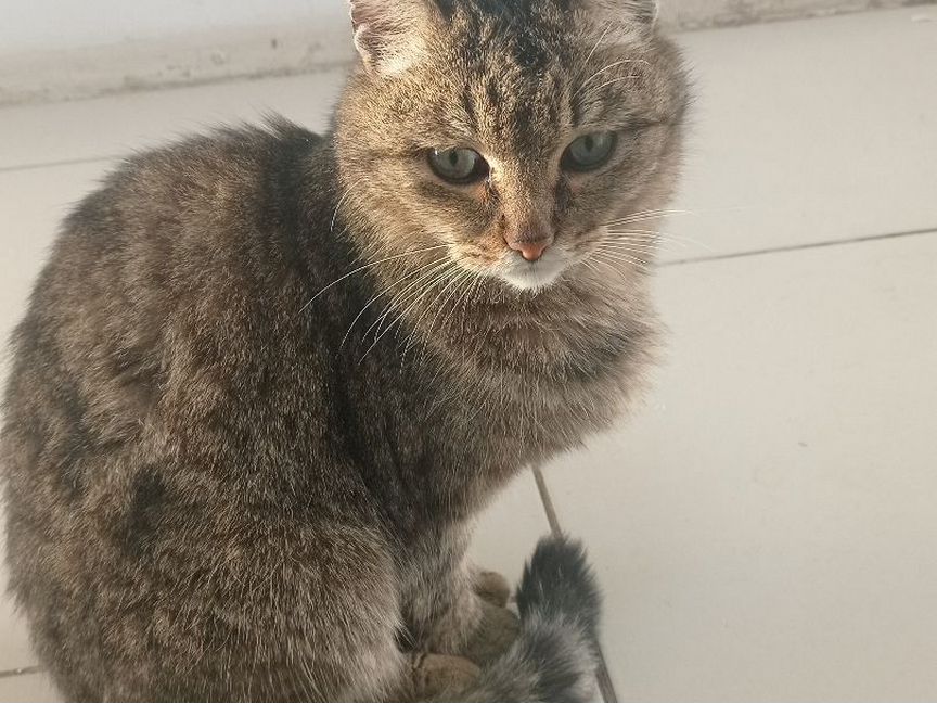 Кошу в добрые руки