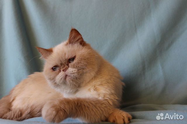 Гималайская экзотическая девочка