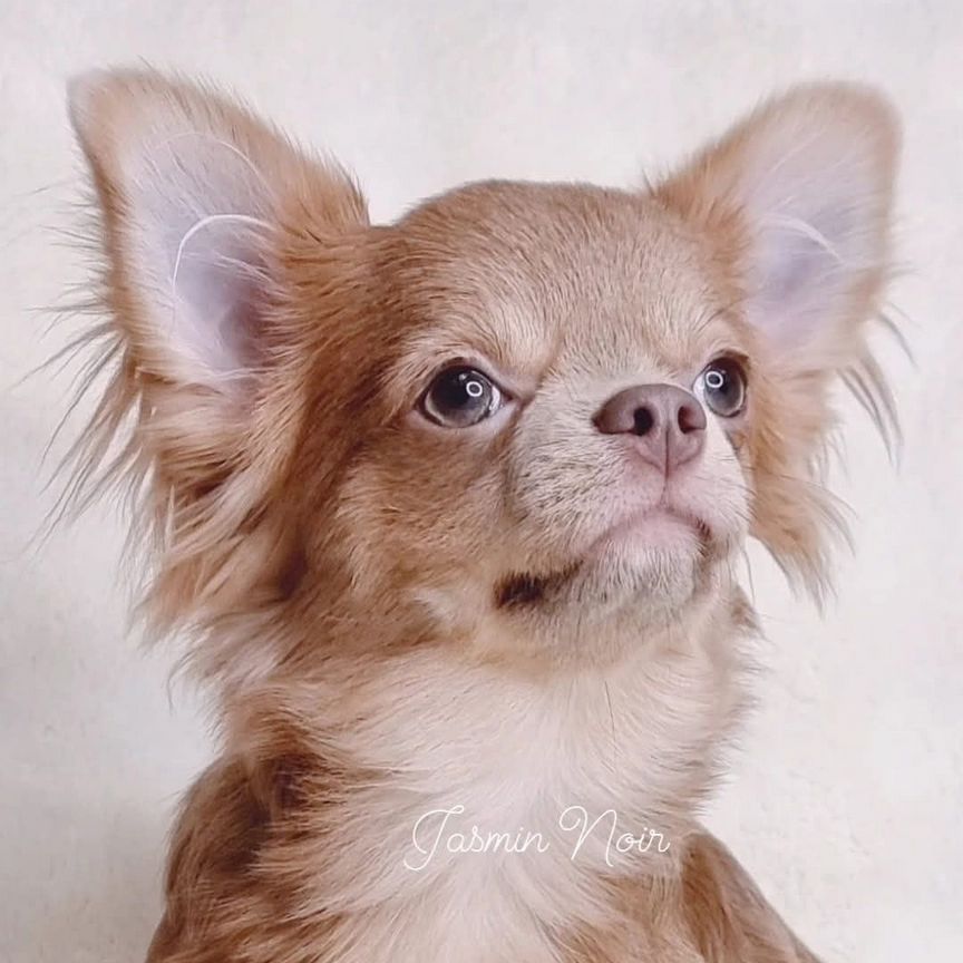 Чихуахуа девочка лиловая