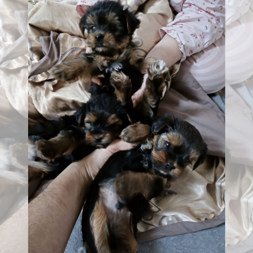 Йоркширский терьер, щенок