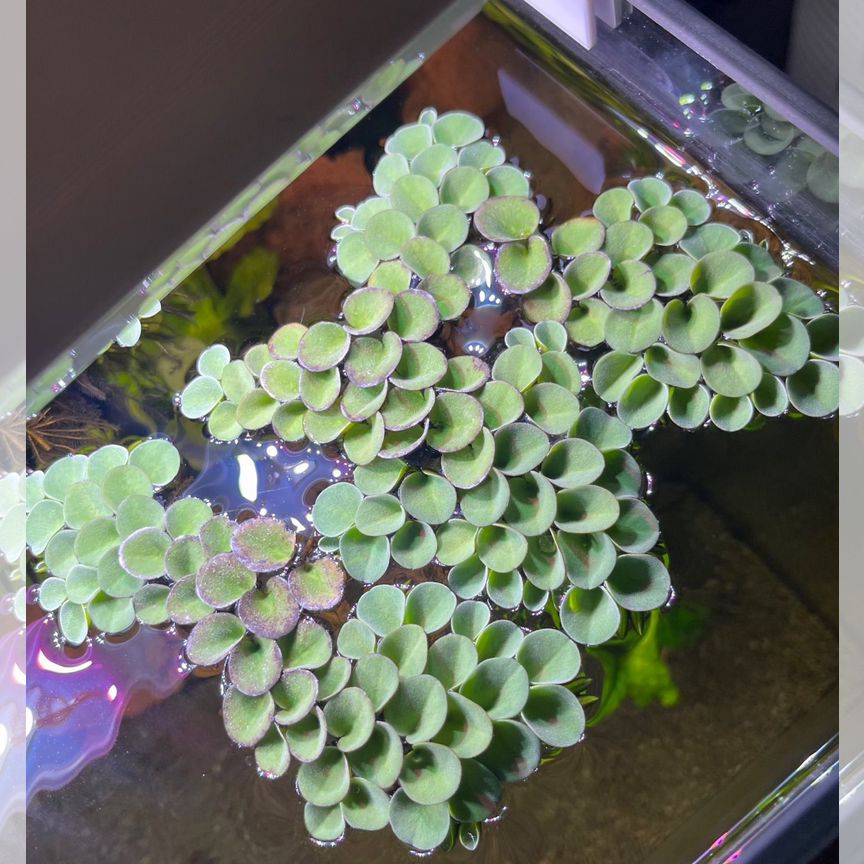 Аквариумное растение сальвиния